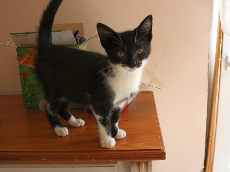 Atze - Kleiner Gnadenhof