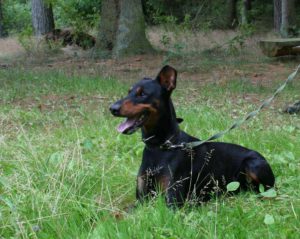 Bruce - Kleiner Gnadenhof