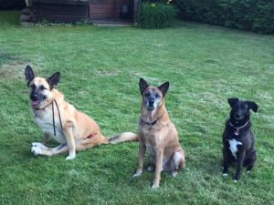 Jake - Kleiner Gnadenhof